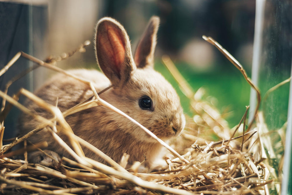 Bunny Bistro UK | The Home of Natural Forage | Rabbit & Pet Food